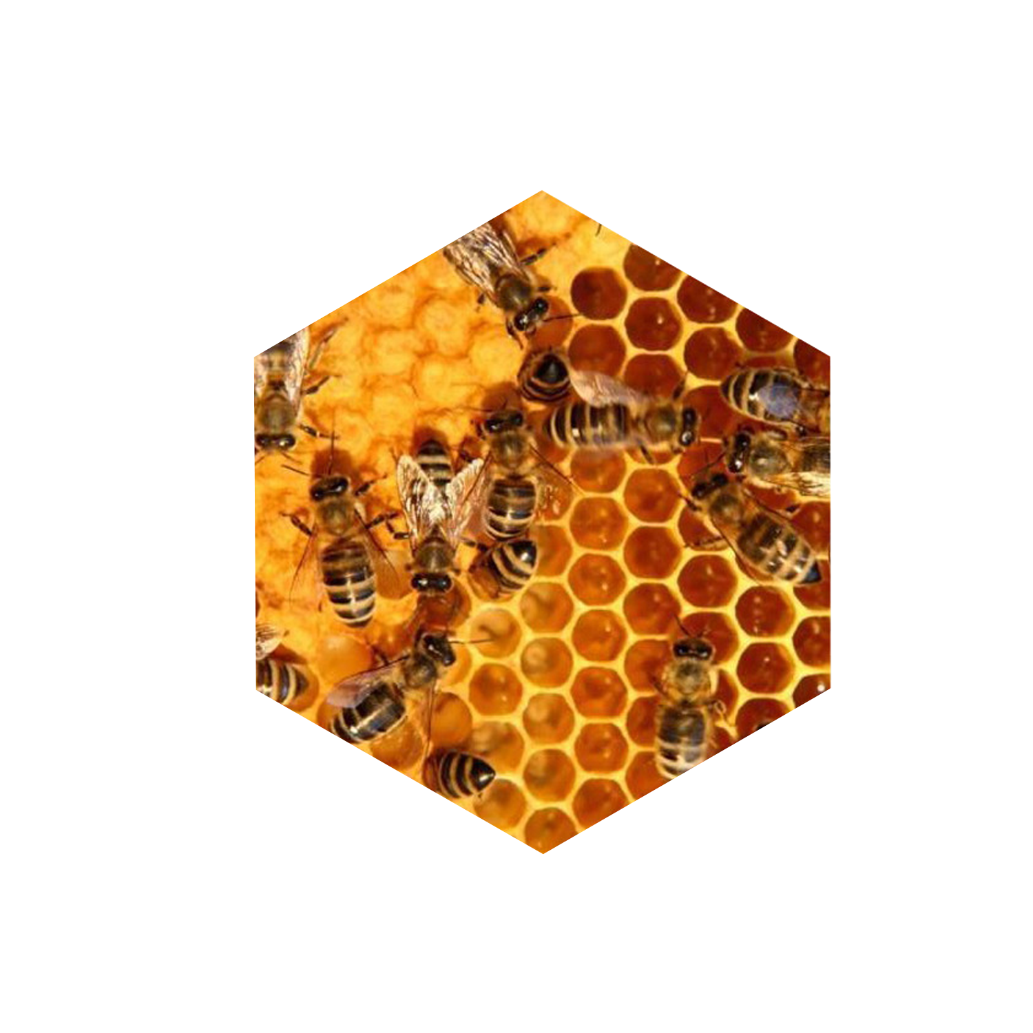 Bee Colony – Himalayan Beekeepers Farm